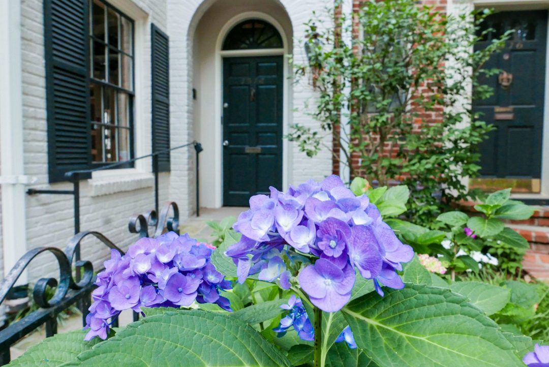 Gorgeous Georgetown (and a Crazy Cute Cat Cafe!) - Addie Abroad