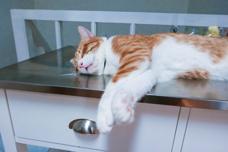 Gorgeous Georgetown (and a Crazy Cute Cat Cafe!) - Addie Abroad