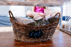 Gorgeous Georgetown (and a Crazy Cute Cat Cafe!) - Addie Abroad