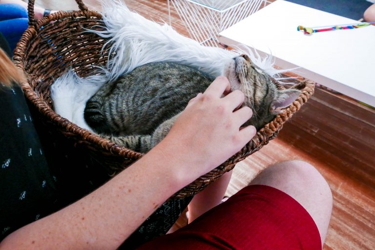 Gorgeous Georgetown (and a Crazy Cute Cat Cafe!) - Addie Abroad