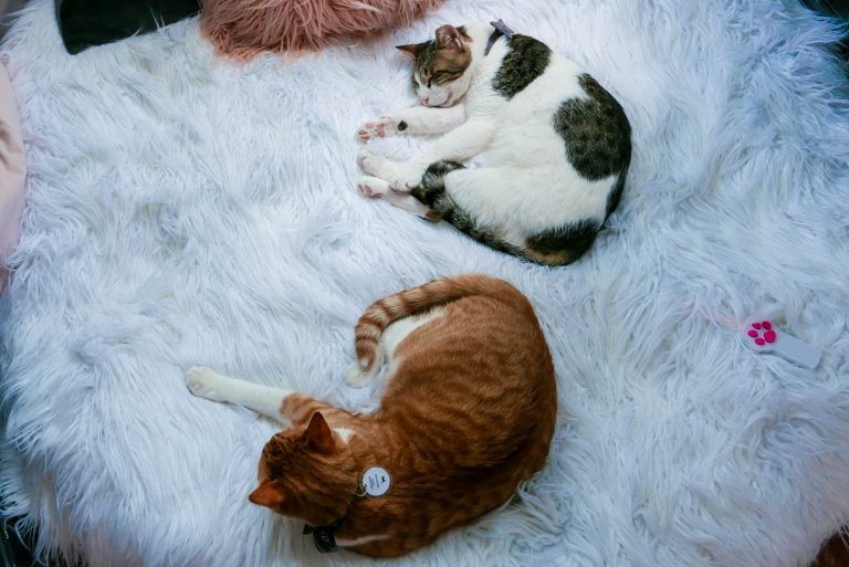 Gorgeous Georgetown (and a Crazy Cute Cat Cafe!) - Addie Abroad