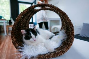 Gorgeous Georgetown (and a Crazy Cute Cat Cafe!) - Addie Abroad