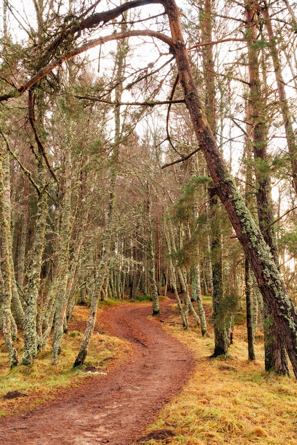 Top 5 Things To Do in Aviemore, Scotland - Addie Abroad