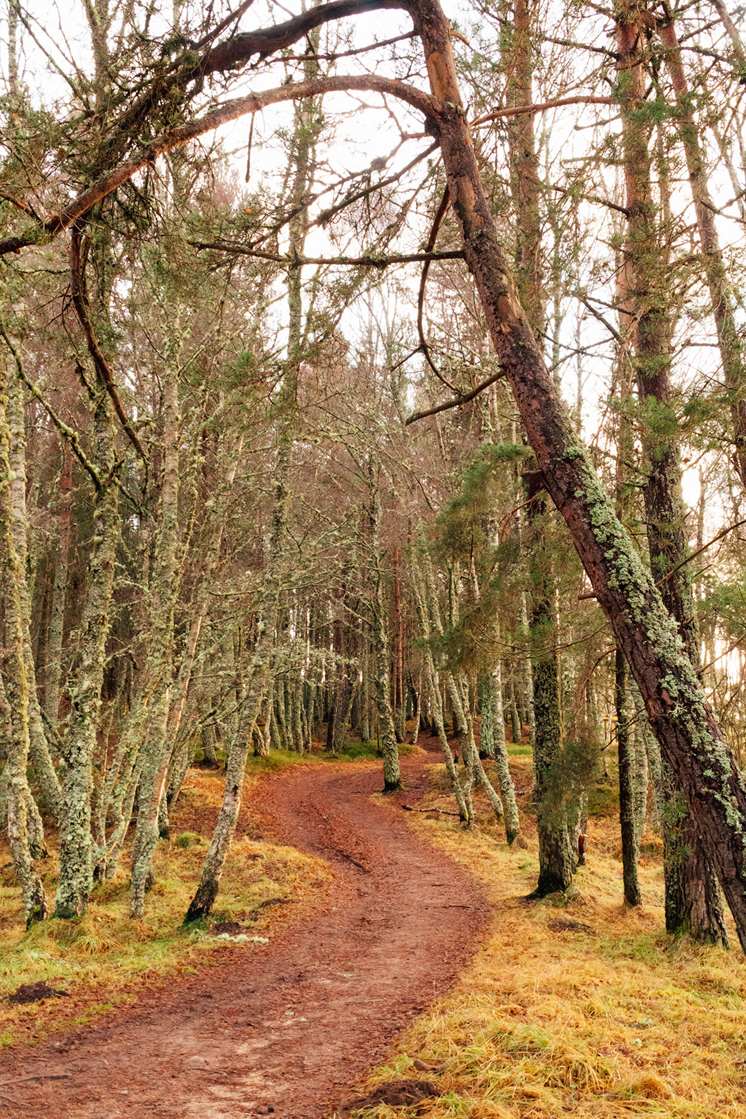 Top 5 Things To Do in Aviemore, Scotland • Addie Abroad